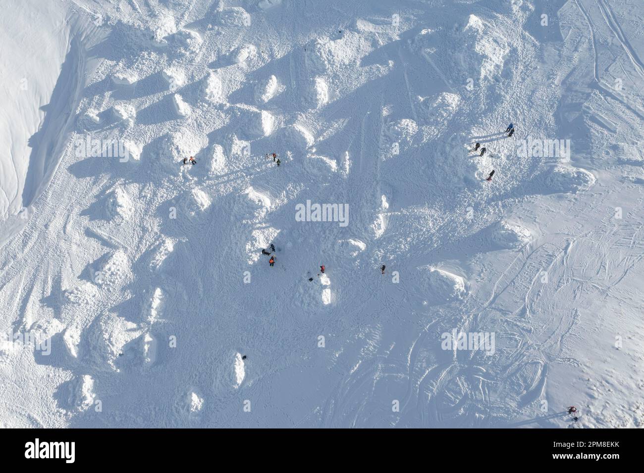 France, Haute Savoie, Flaine, training of avalanche dogs, the training ...