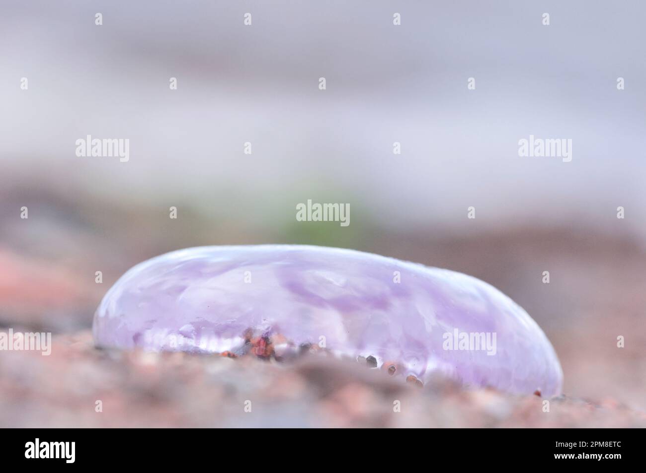 Common Jellyfish / Moon Jellyfish (Aurelia aurita) stranded on shore ...