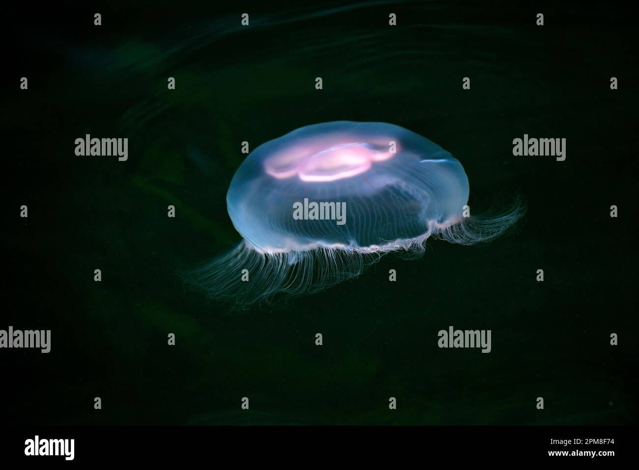 Moon jellyfish (Aurelia aurita) floating close to the surface of a sea ...