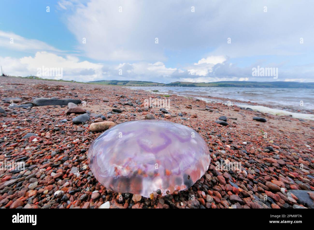 Common Jellyfish / Moon Jellyfish (Aurelia aurita) stranded on shore ...