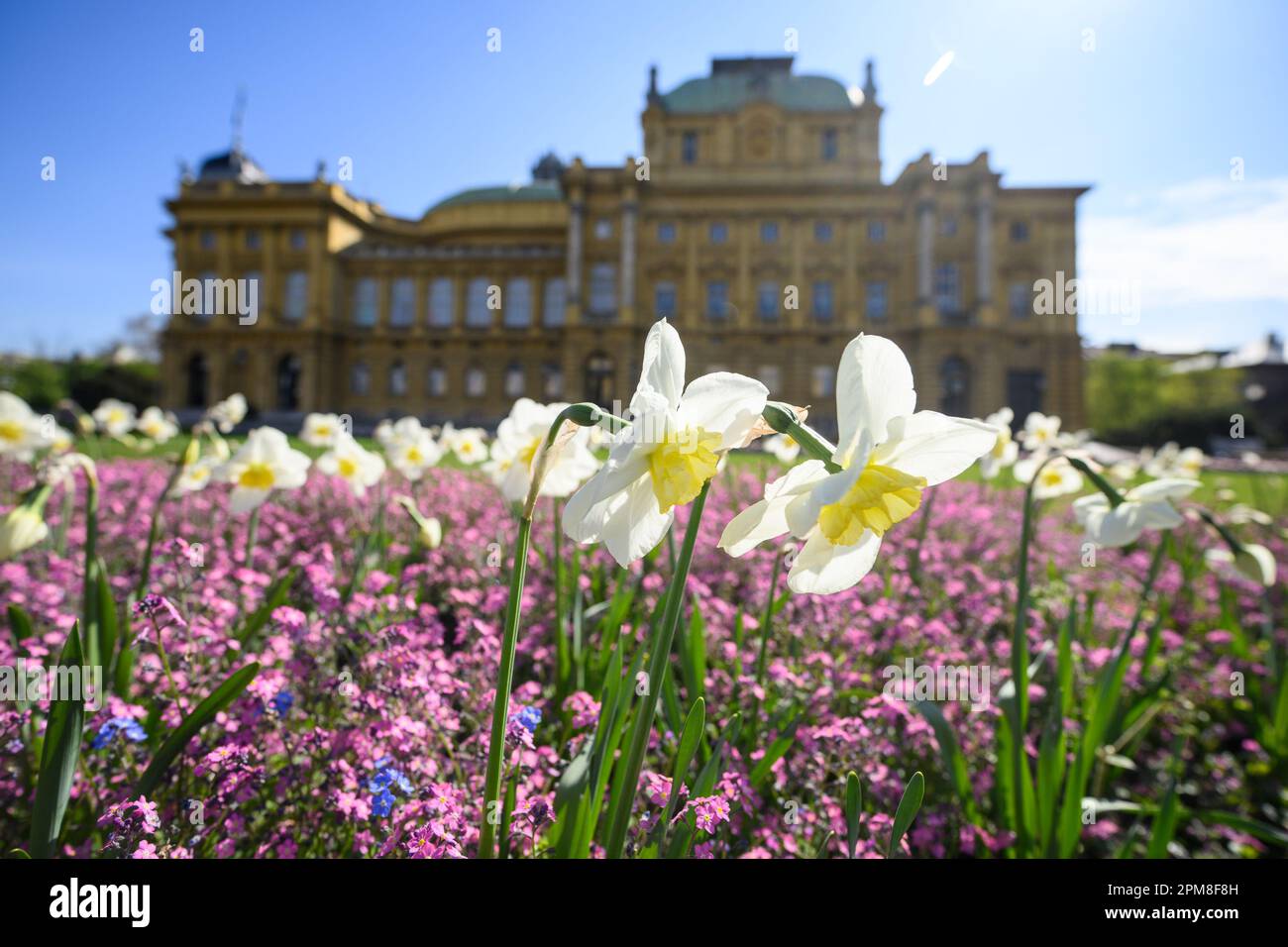 Spring flowers seen in front of historical Croatian national theatre building in Zagreb, Croatia ...