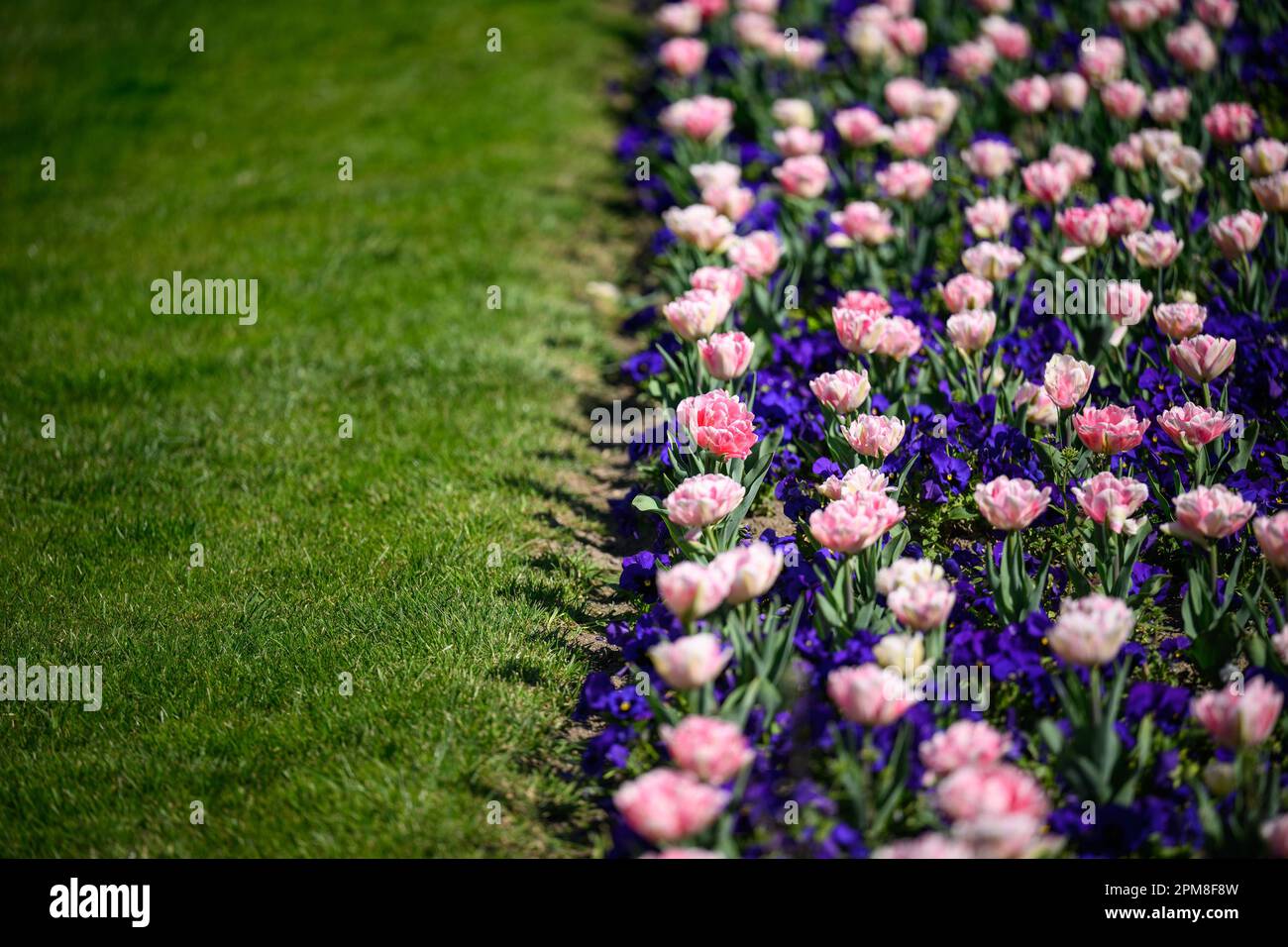 Spring flowers seen in front of historical Croatian national theatre ...