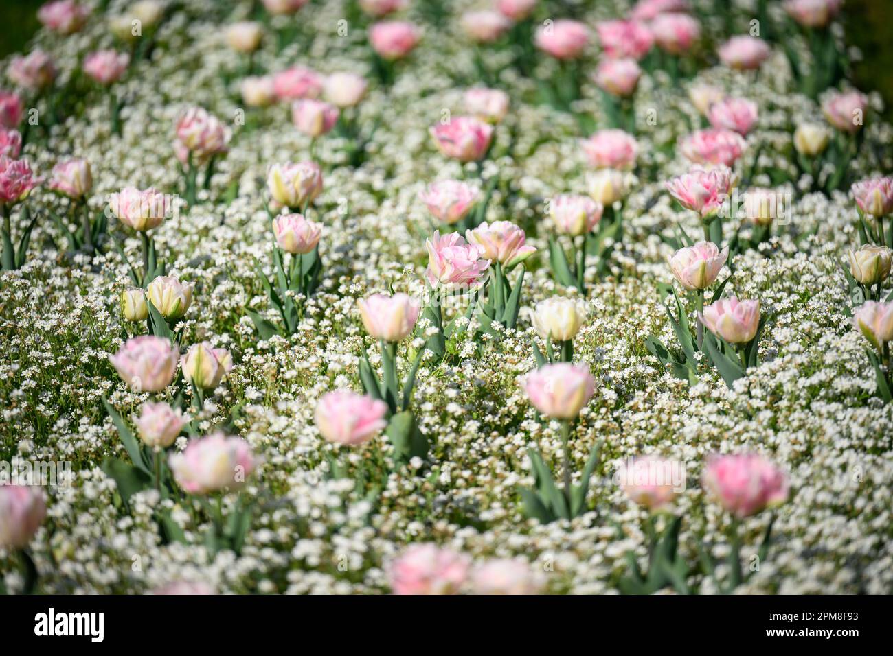 Spring flowers seen in front of historical Croatian national theatre ...