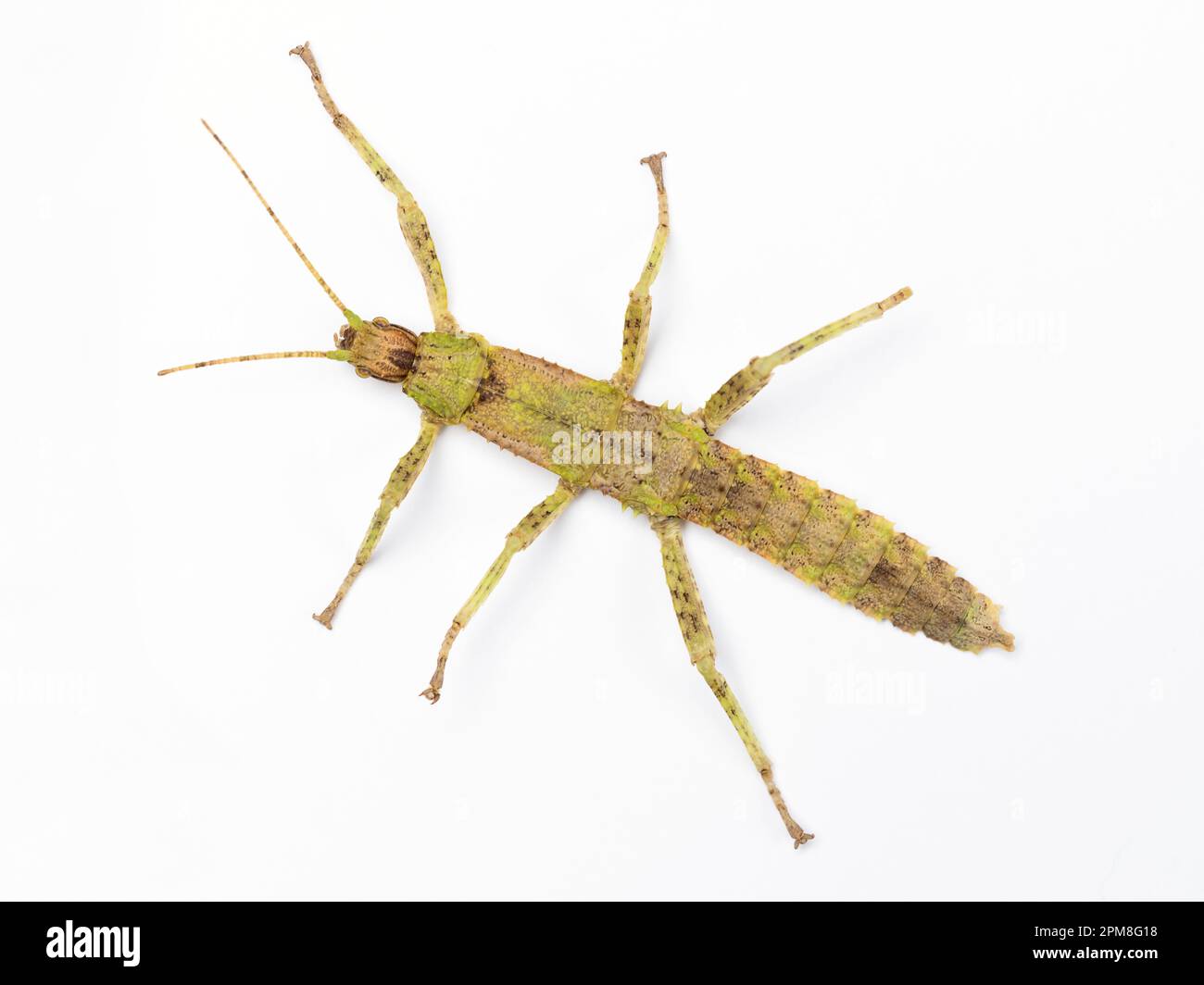 Giant stick insects, photographed top down on white background Stock ...