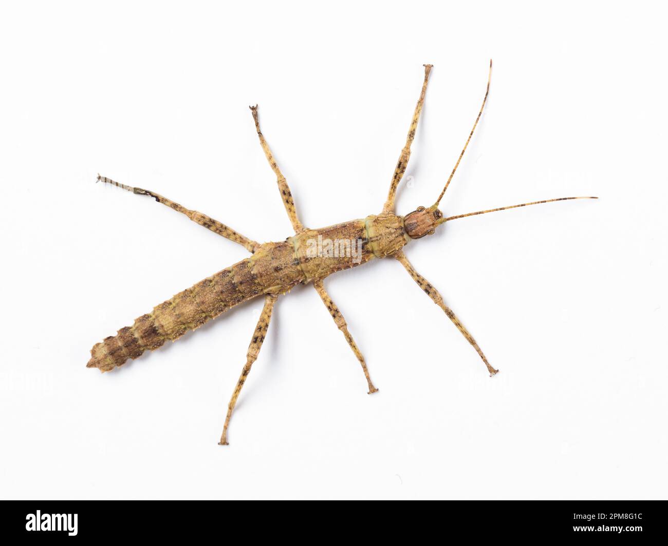 Giant stick insects, photographed top down on white background Stock ...