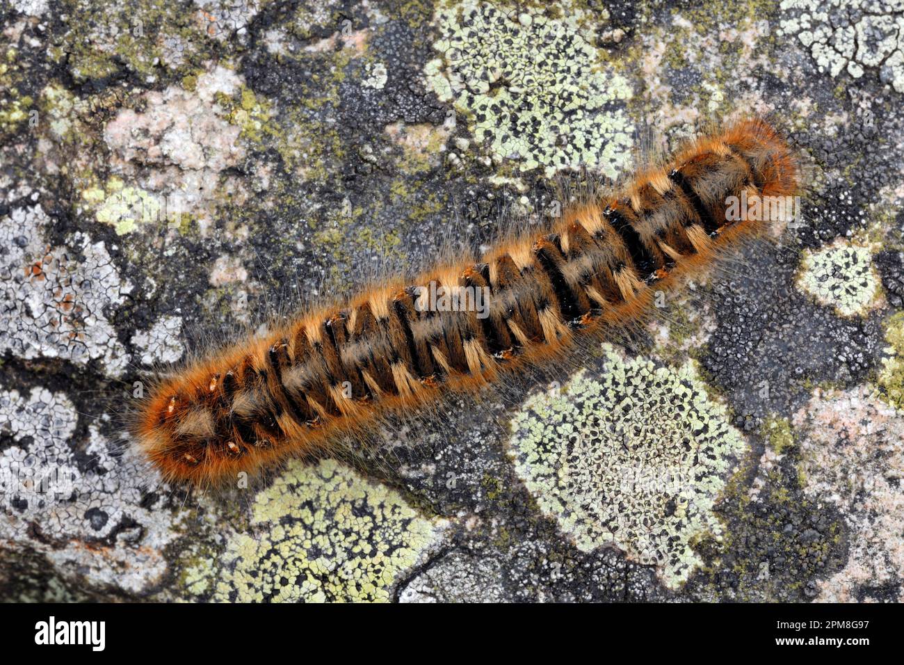 Northern Eggar Moth (Lasiocampa quercus) catterpillar on lichen-covered ...