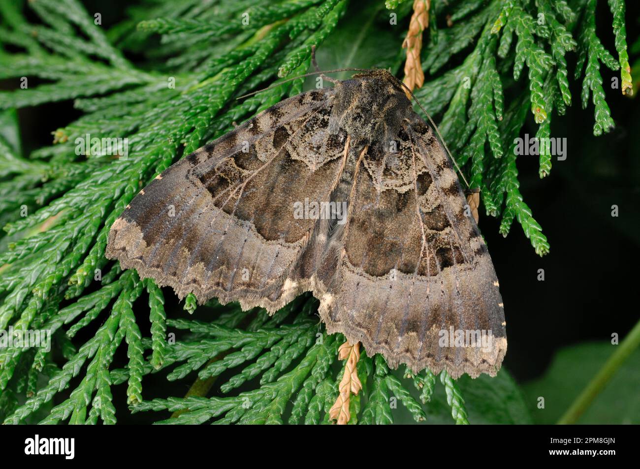 Old Lady Moth (Mormo maura) adult found resting on Leylandii foilage ...