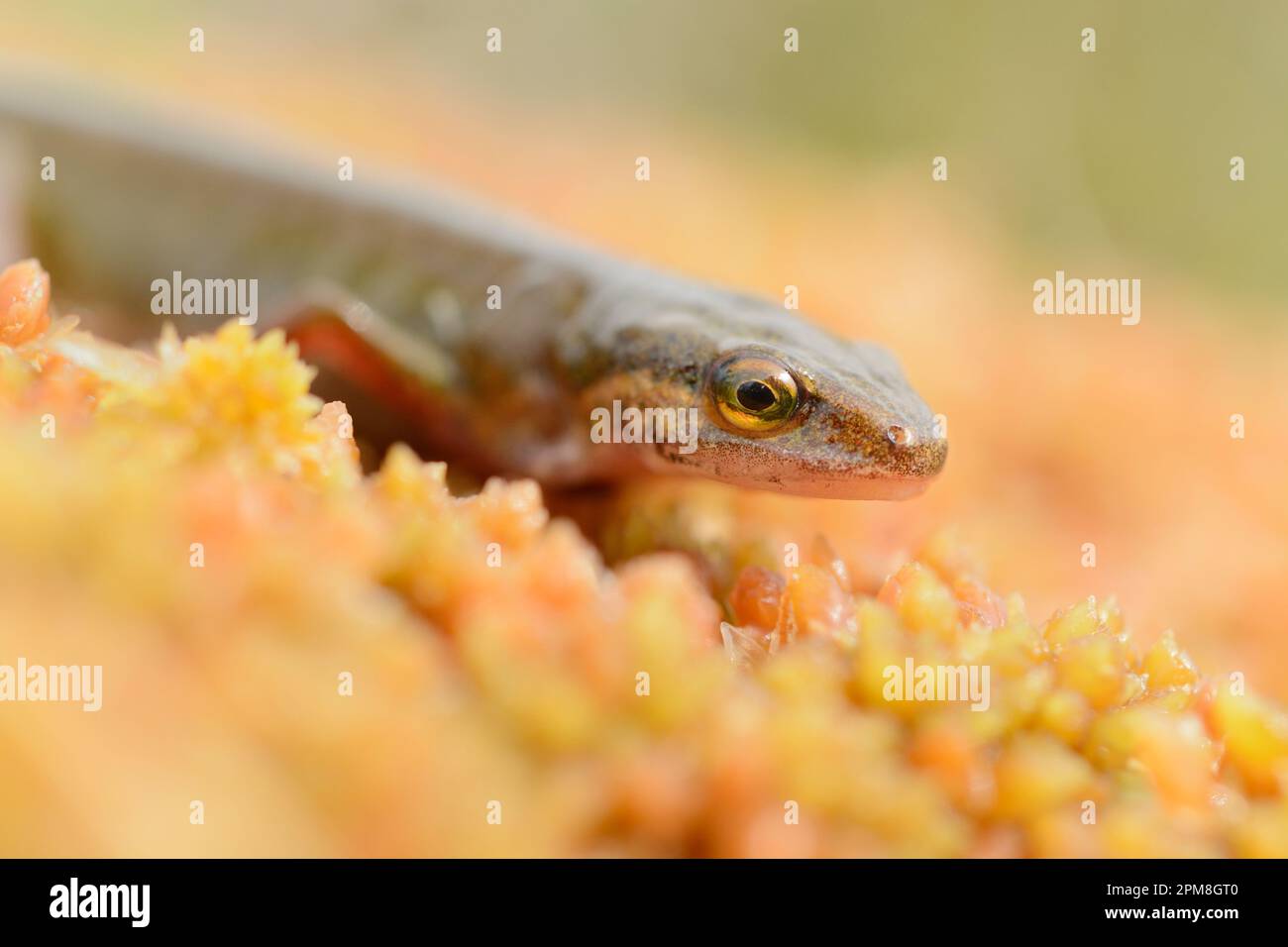 Palmate Newt (Triturus helveticus) close-up of male animal on sphagnum ...
