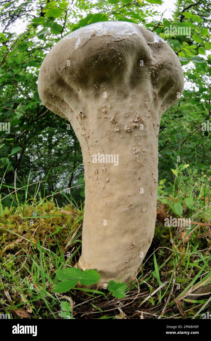 Pestle Puffball Fungi (Handkea excipuliformis) photographed with wide ...