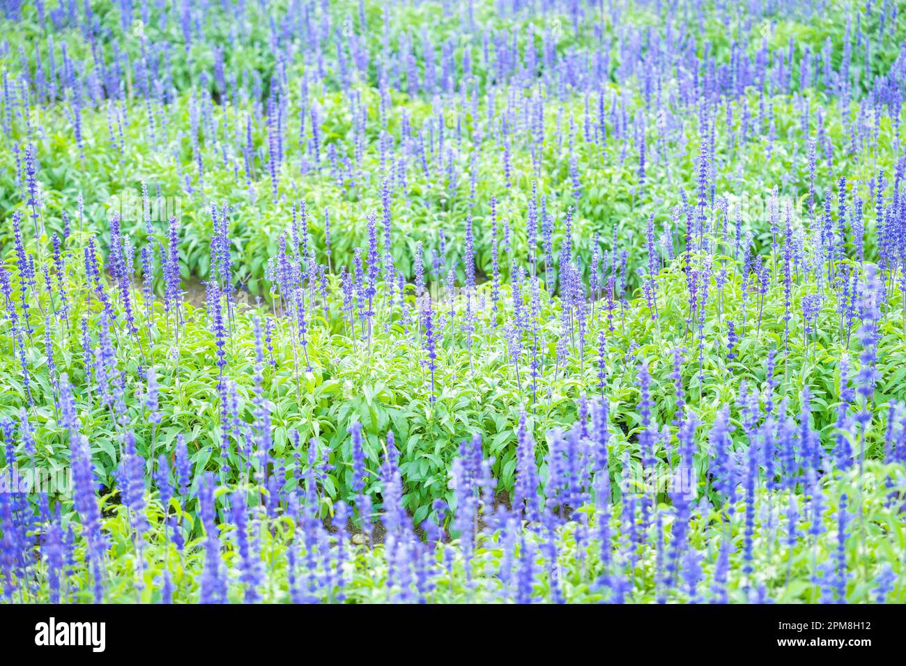 Purple Salvia flowers in the garden Stock Photo - Alamy