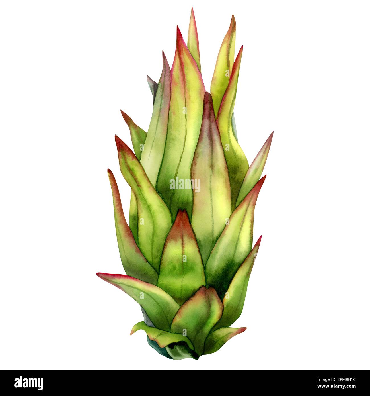 Young growing dragon fruit in green and yelolow colors. Pitaya growth ...