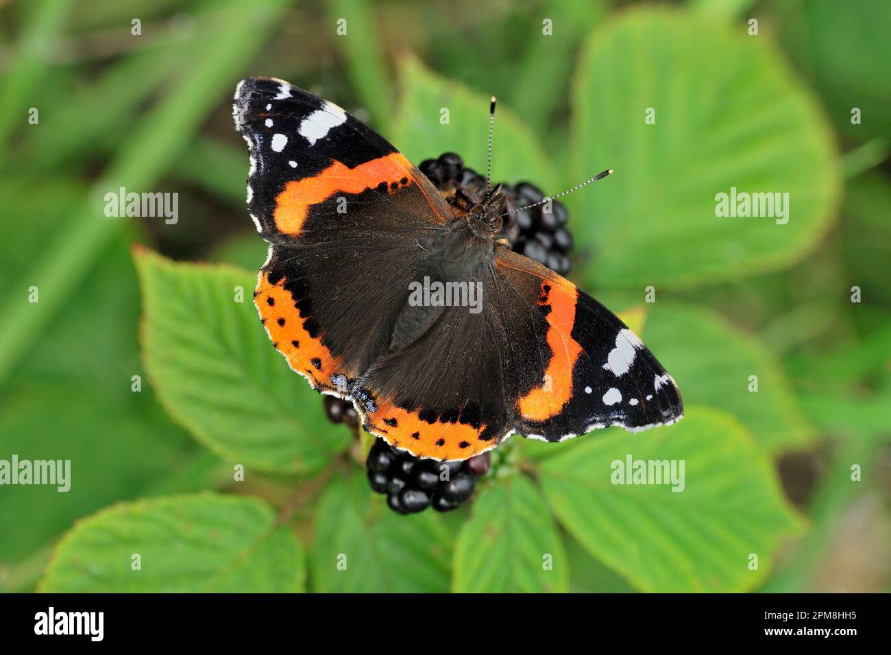 Brambles forest hi-res stock photography and images - Alamy