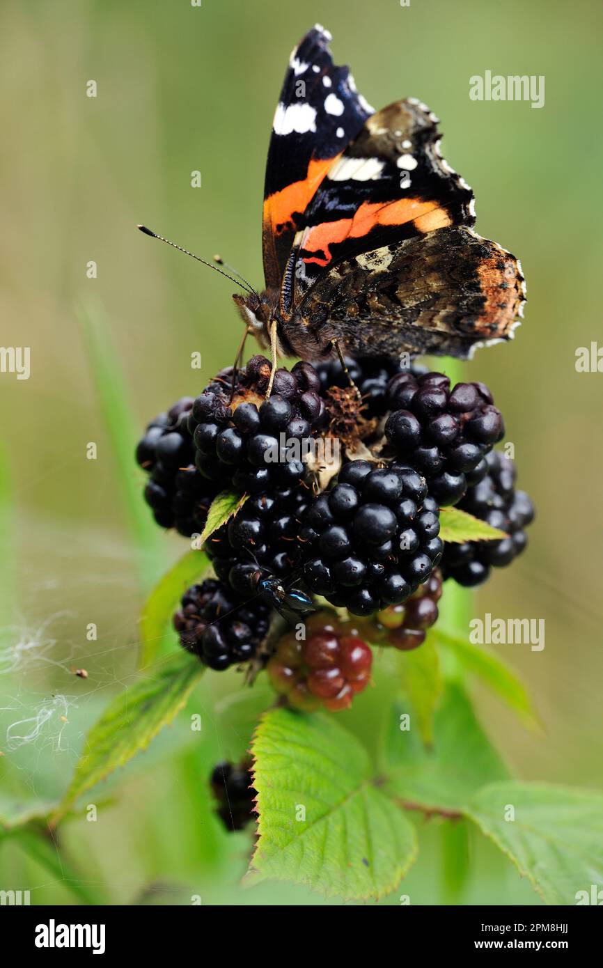Red Admiral Butterfly (Vanessa atalanta) feeding on sugary liquid on ...