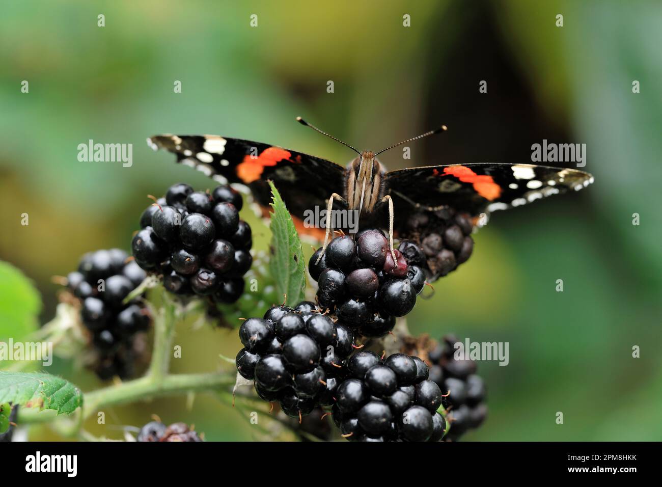 Brambles forest hi-res stock photography and images - Alamy