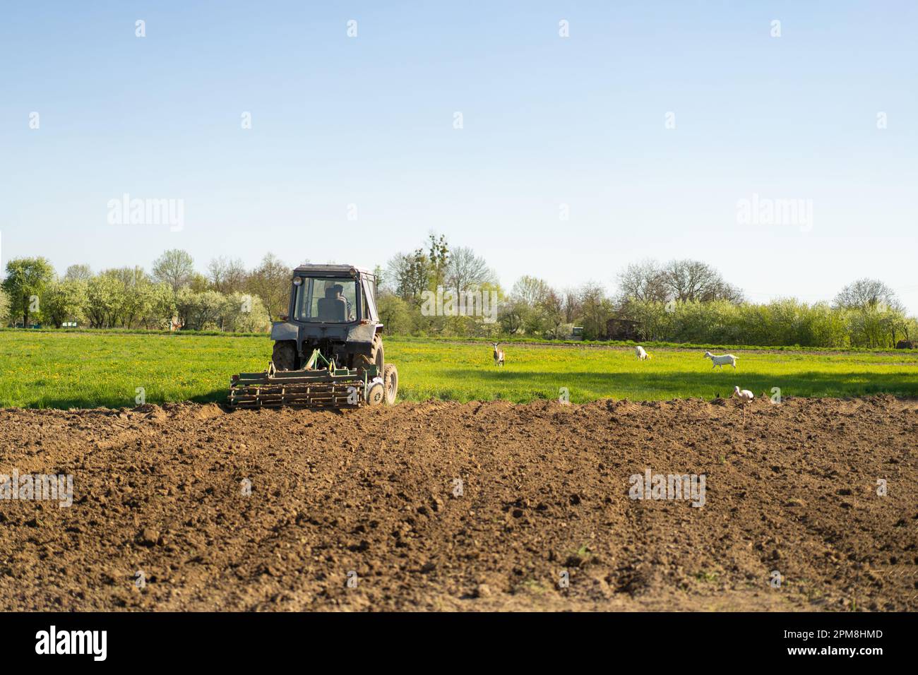 The tractor drives across the field and cultivates the land Stock Photo ...