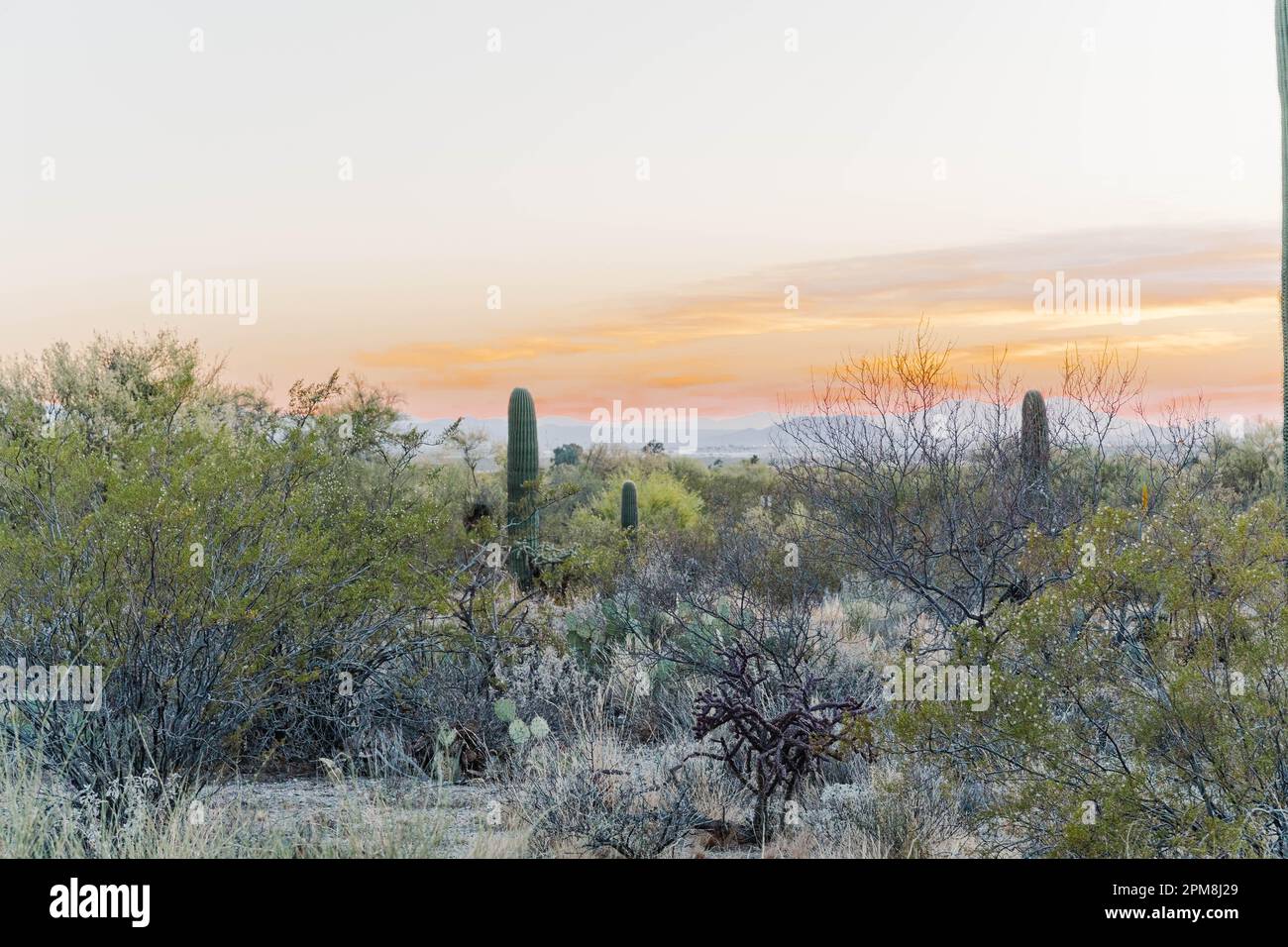 An arid landscape featuring a variety of cacti and succulents amid a ...