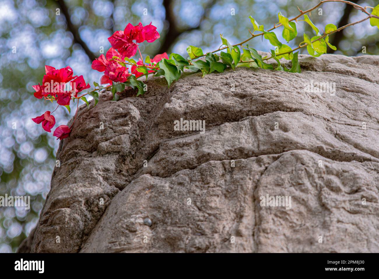Plant sprouting rock hi-res stock photography and images - Alamy