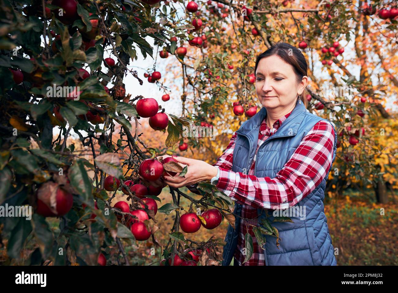 Woman Picking Ripe Apples On Farm Farmer Grabbing Apples From Tree In