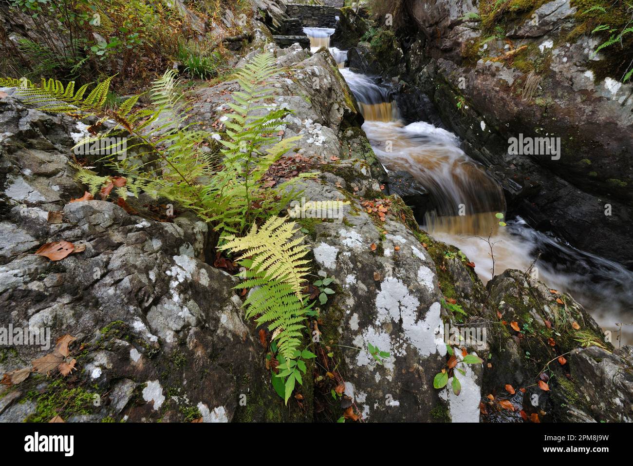 Salmon fish ladder hi-res stock photography and images - Alamy