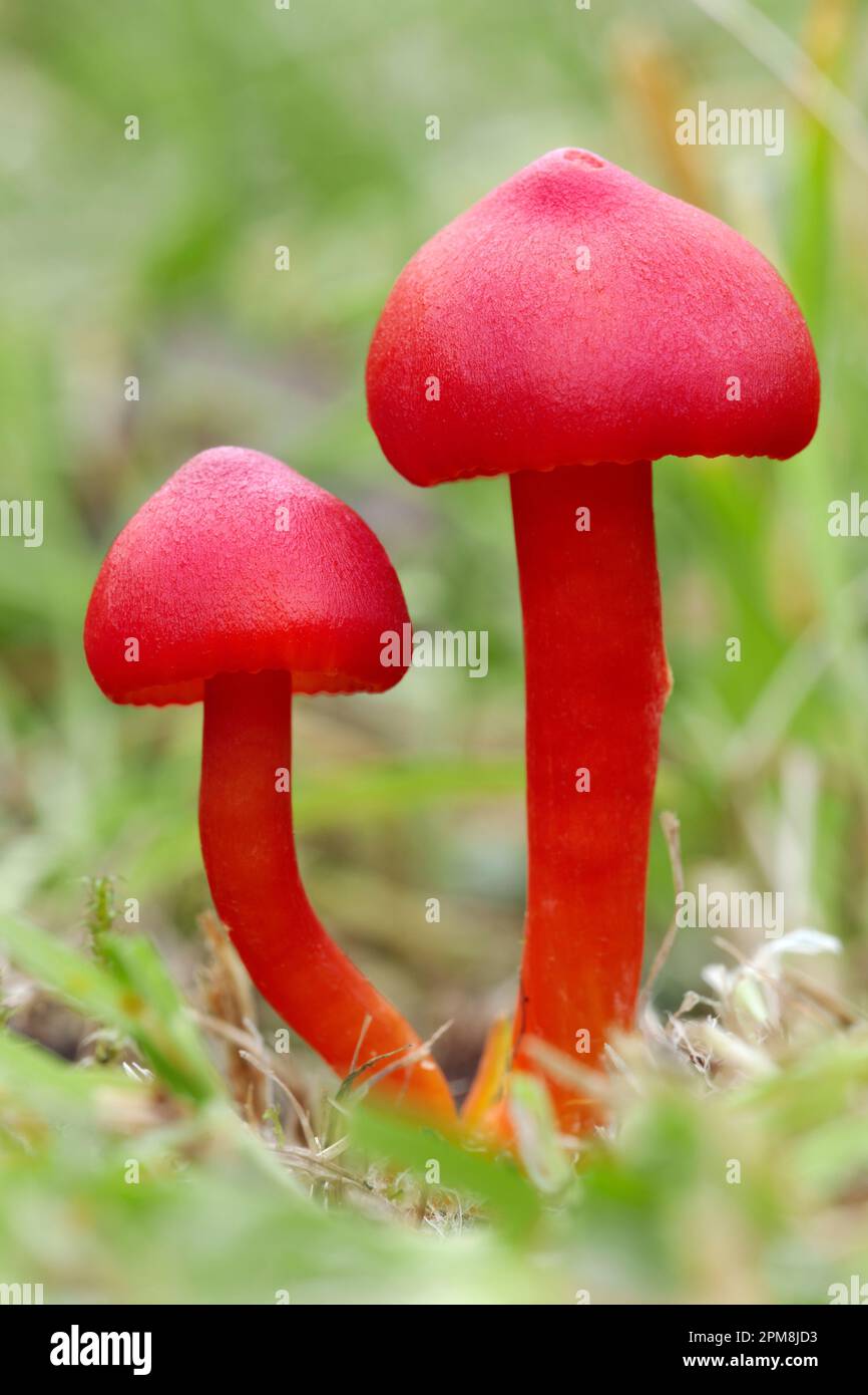 Scarlet Waxcap fungi (Hygrocybe coccinea) growing on pasture grassland ...