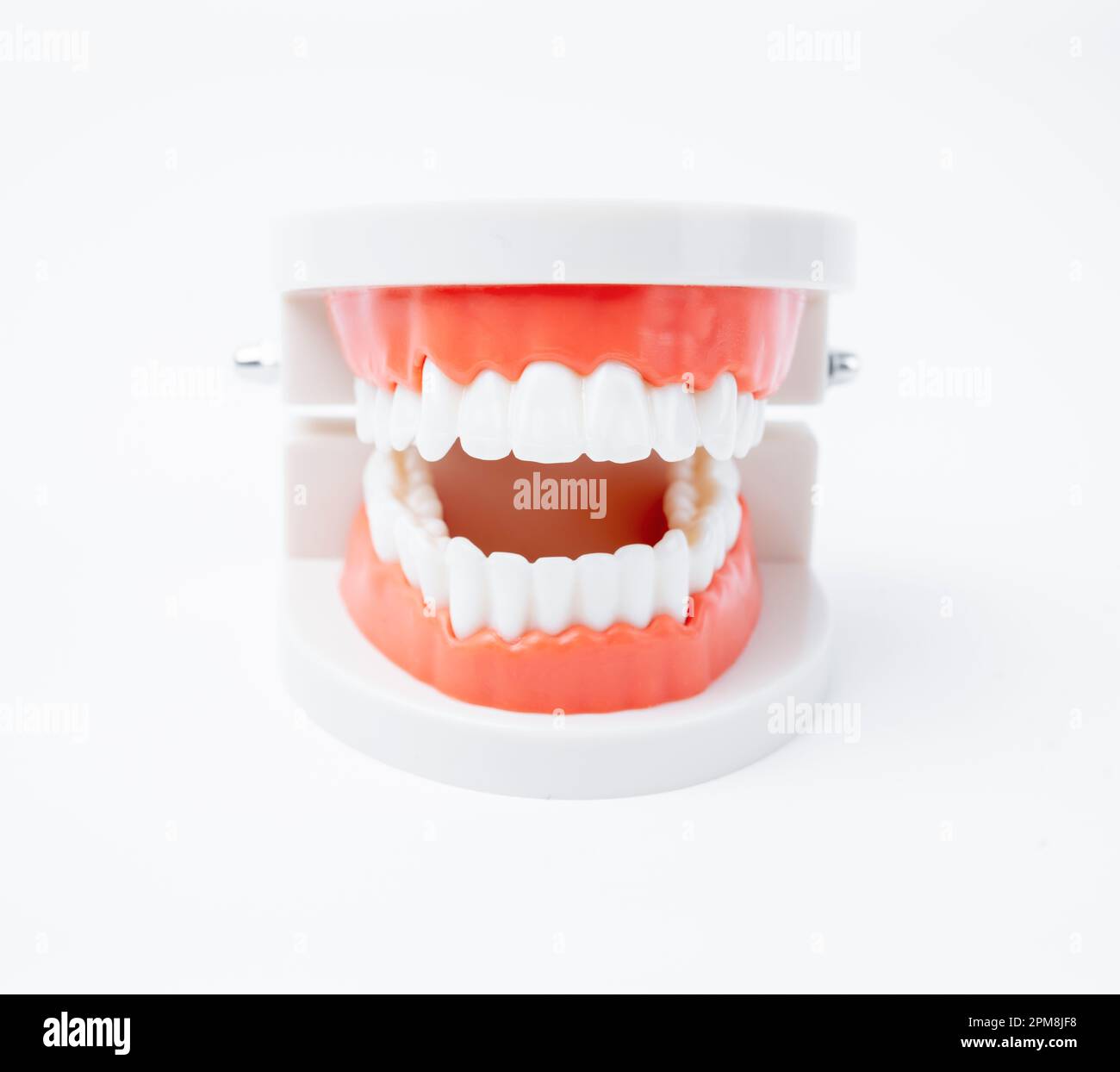 Acrylic human jaw model for studying oral hygiene on white background ...