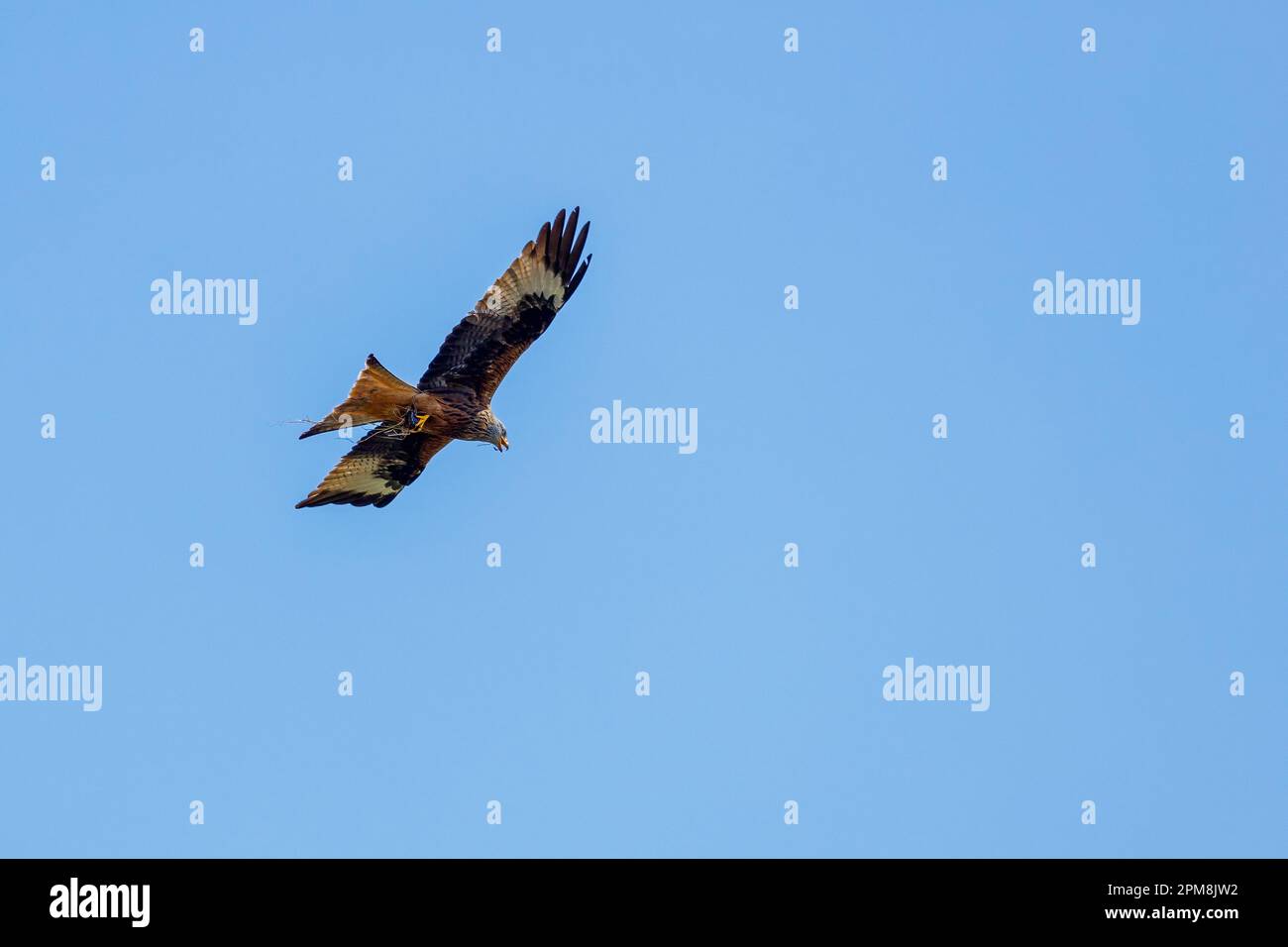 A red kite in the air Stock Photo - Alamy