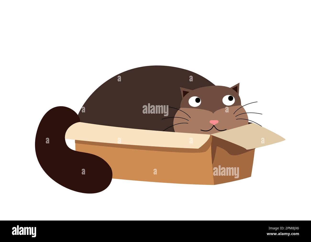 Cute Fat cat inside box. Funny kitty sitting in cardboard package ...