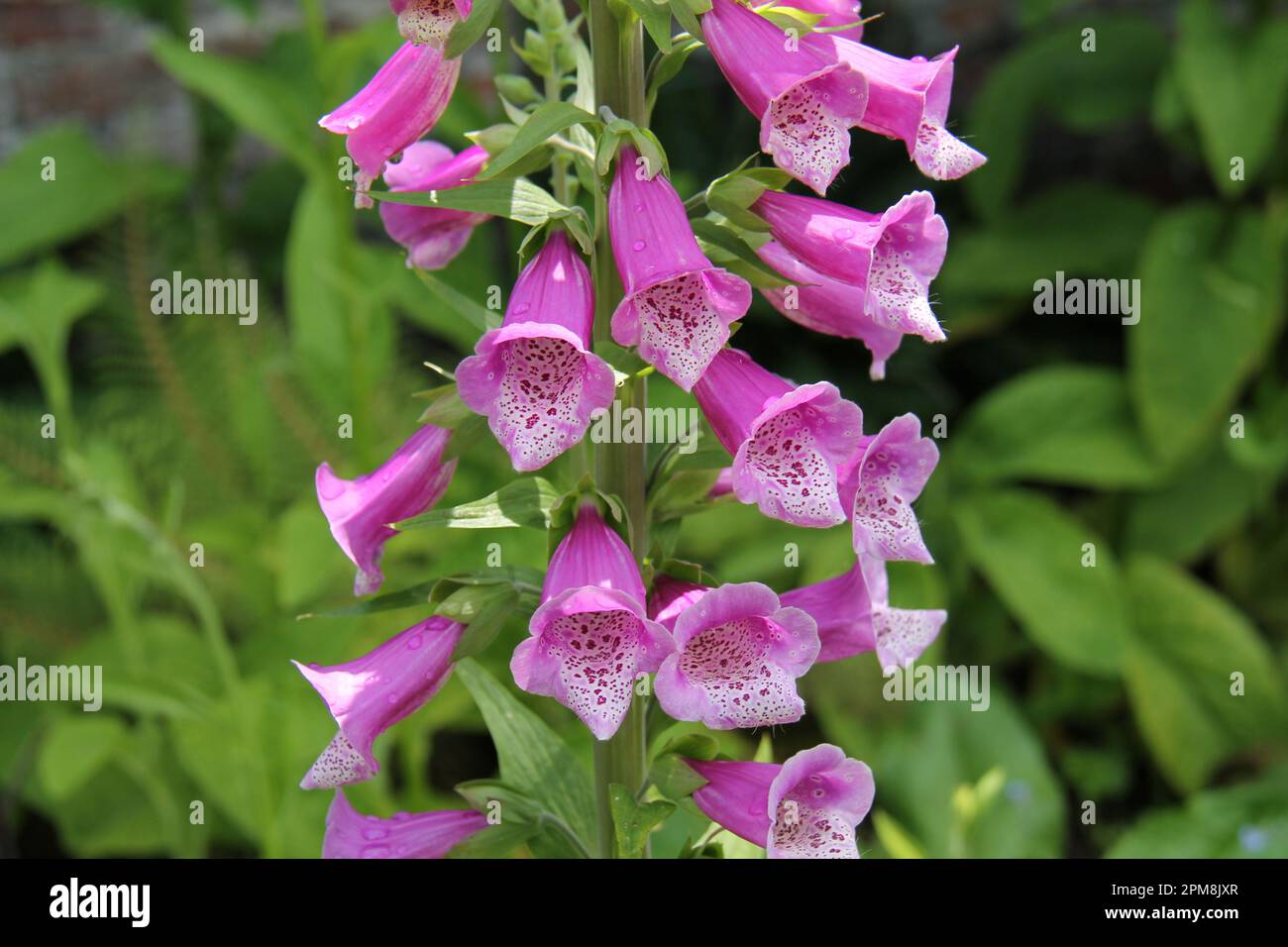 The Flower Heads of a Beautiful Foxglove Plant Stock Photo - Alamy