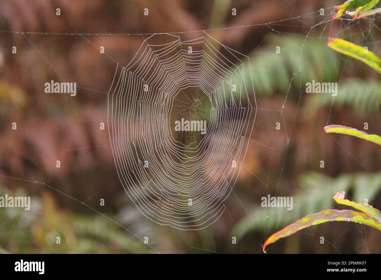 A Beautiful Spiral Spider's Web Strung Between Plants Stock Photo - Alamy