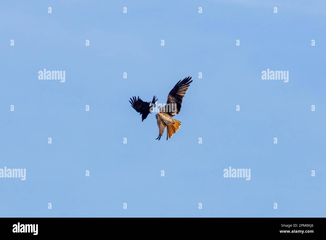 A red kite in the air Stock Photo - Alamy