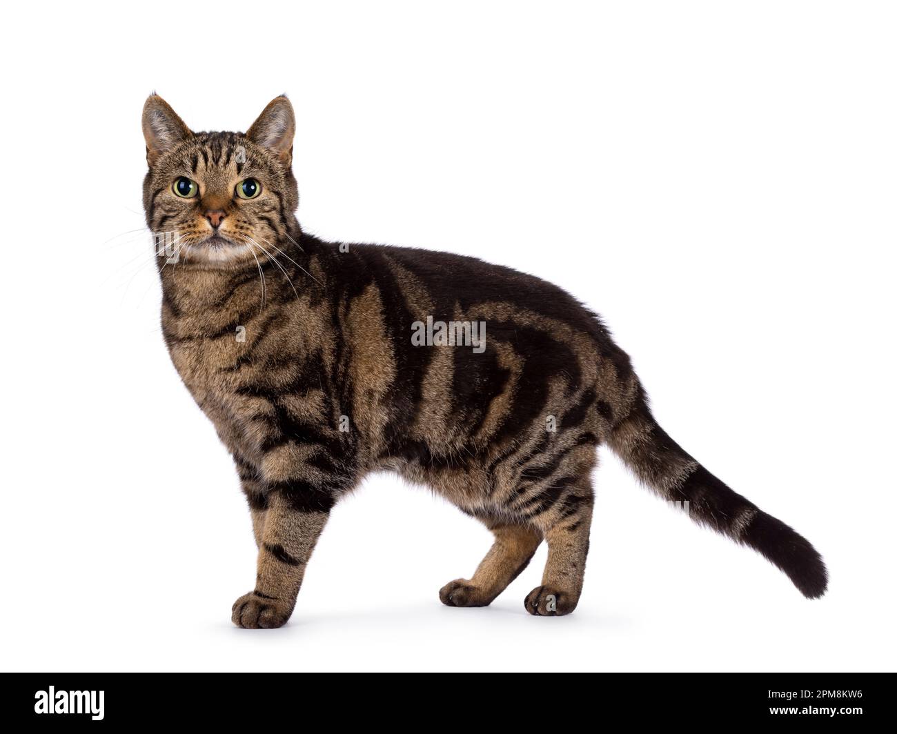 Excellent typed purebred senior European Shorthair cat, standing side ...