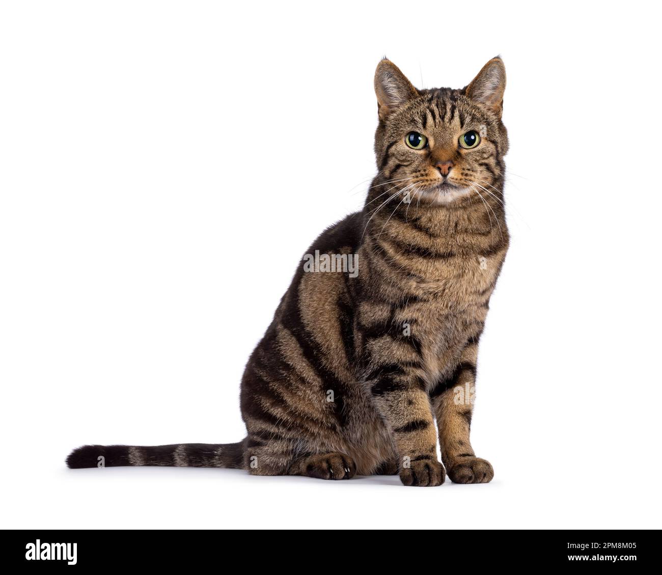 Tabby Cat Sitting Up