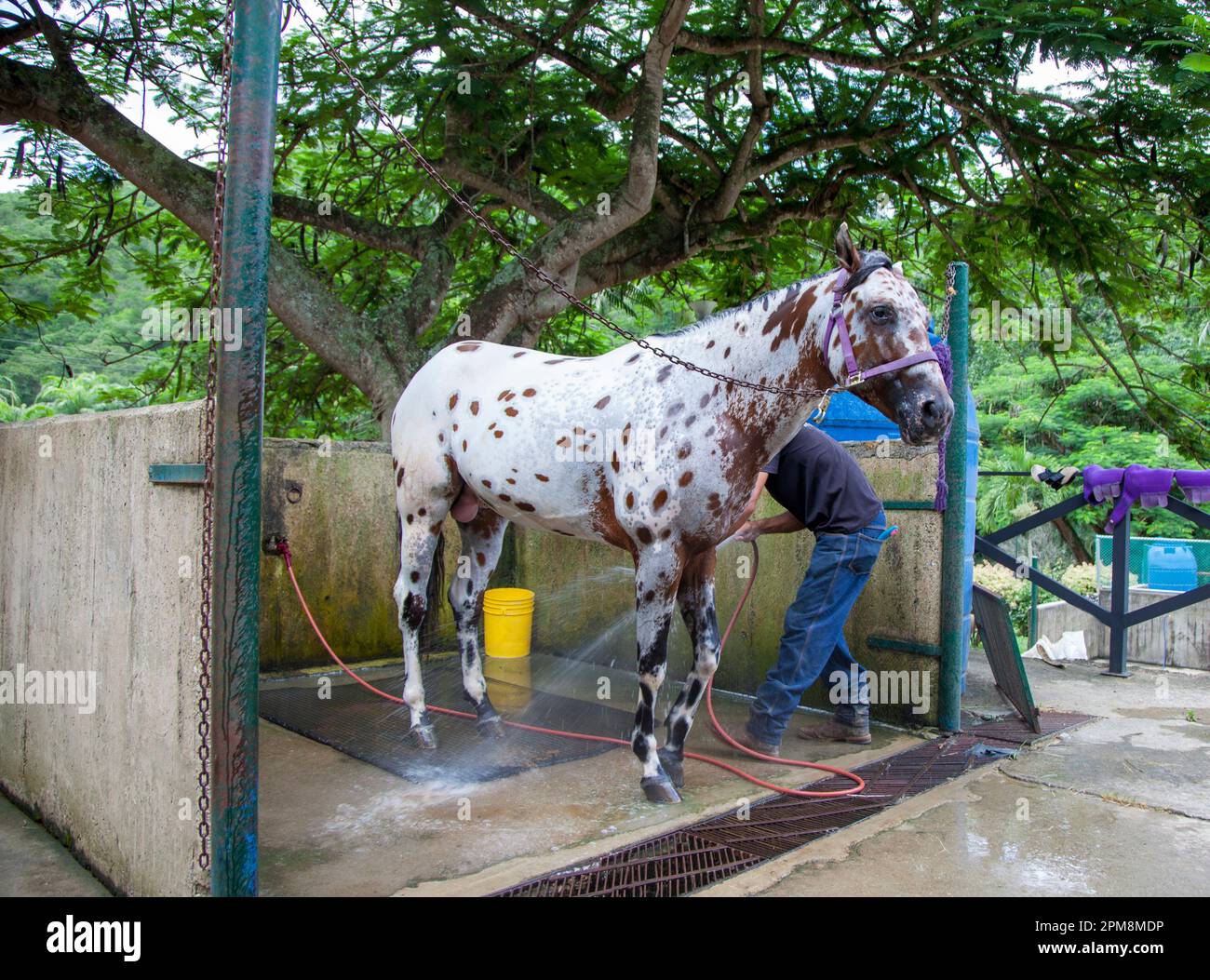 A farmer is pictured diligently washing their horse in a rural setting ...