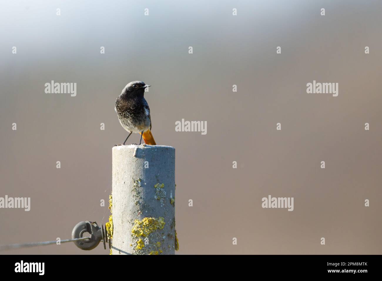 A black redstart bird in the wild Stock Photo - Alamy