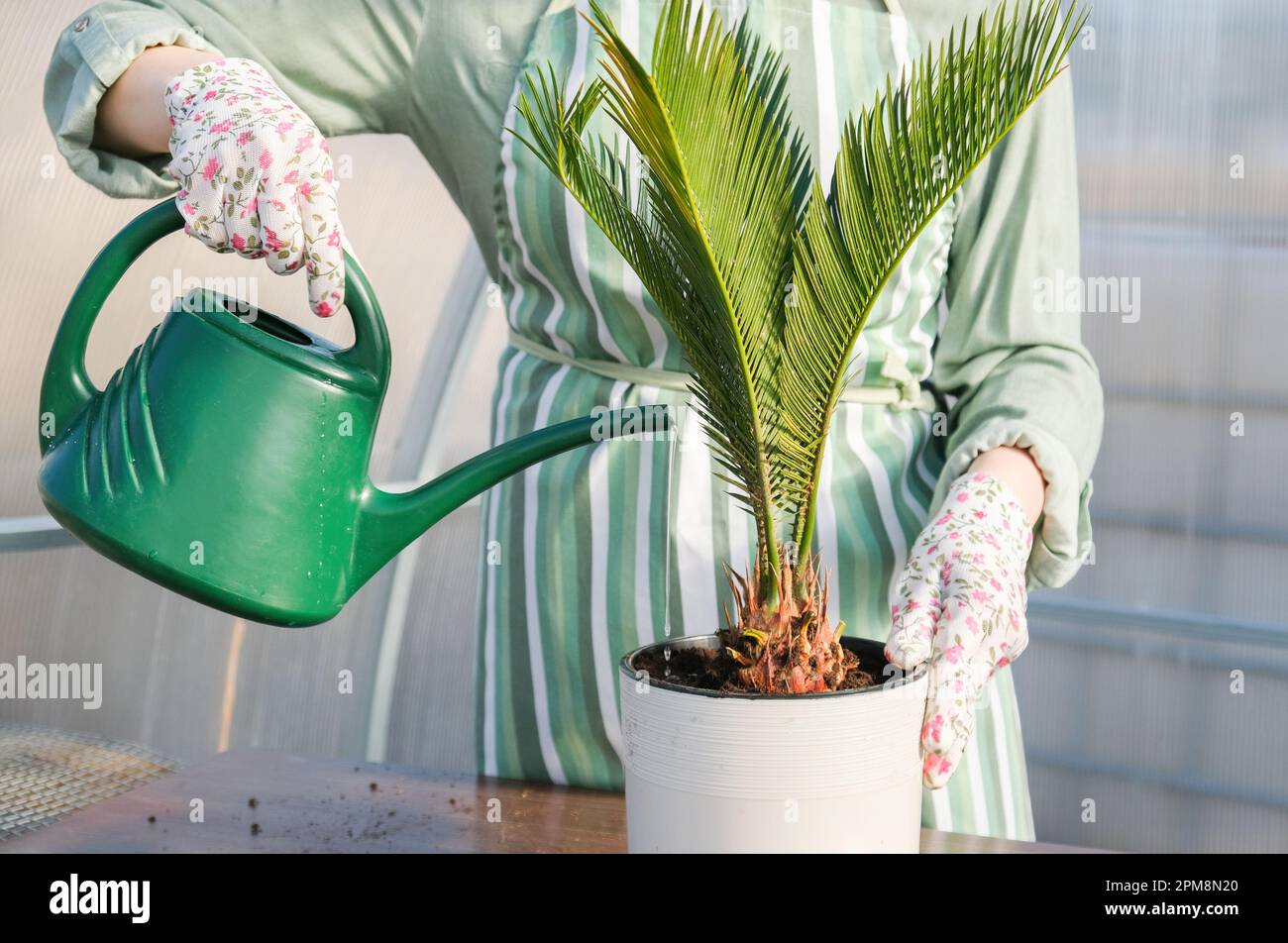 Tropical plant cycas revoluta, cycad,in a white pot. Woman gardener ...