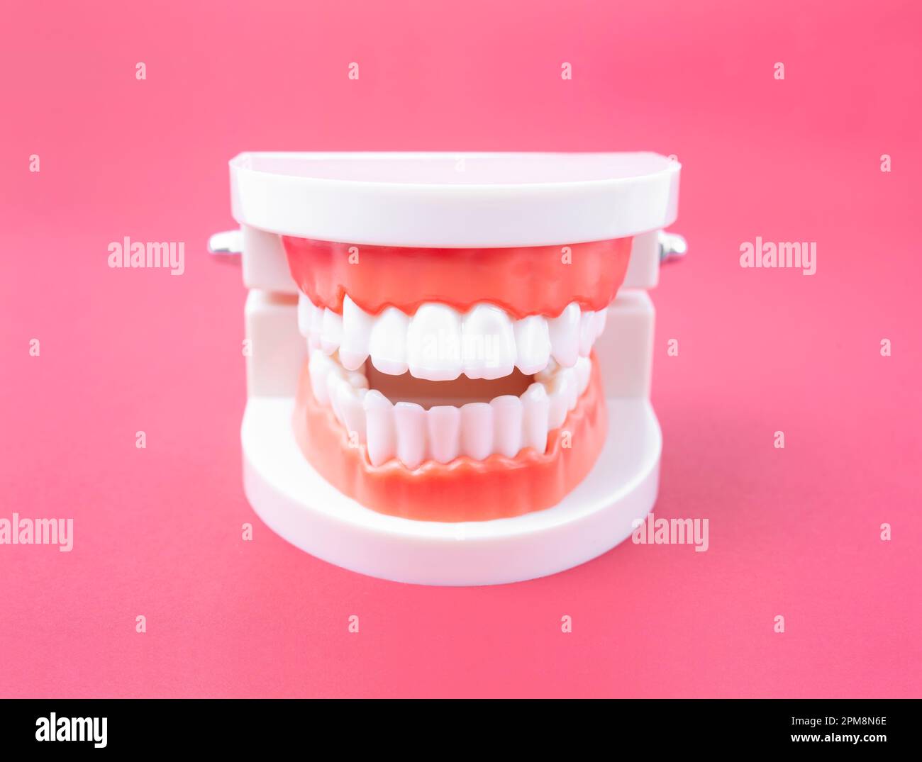 Acrylic human jaw model for studying oral hygiene on pink color ...