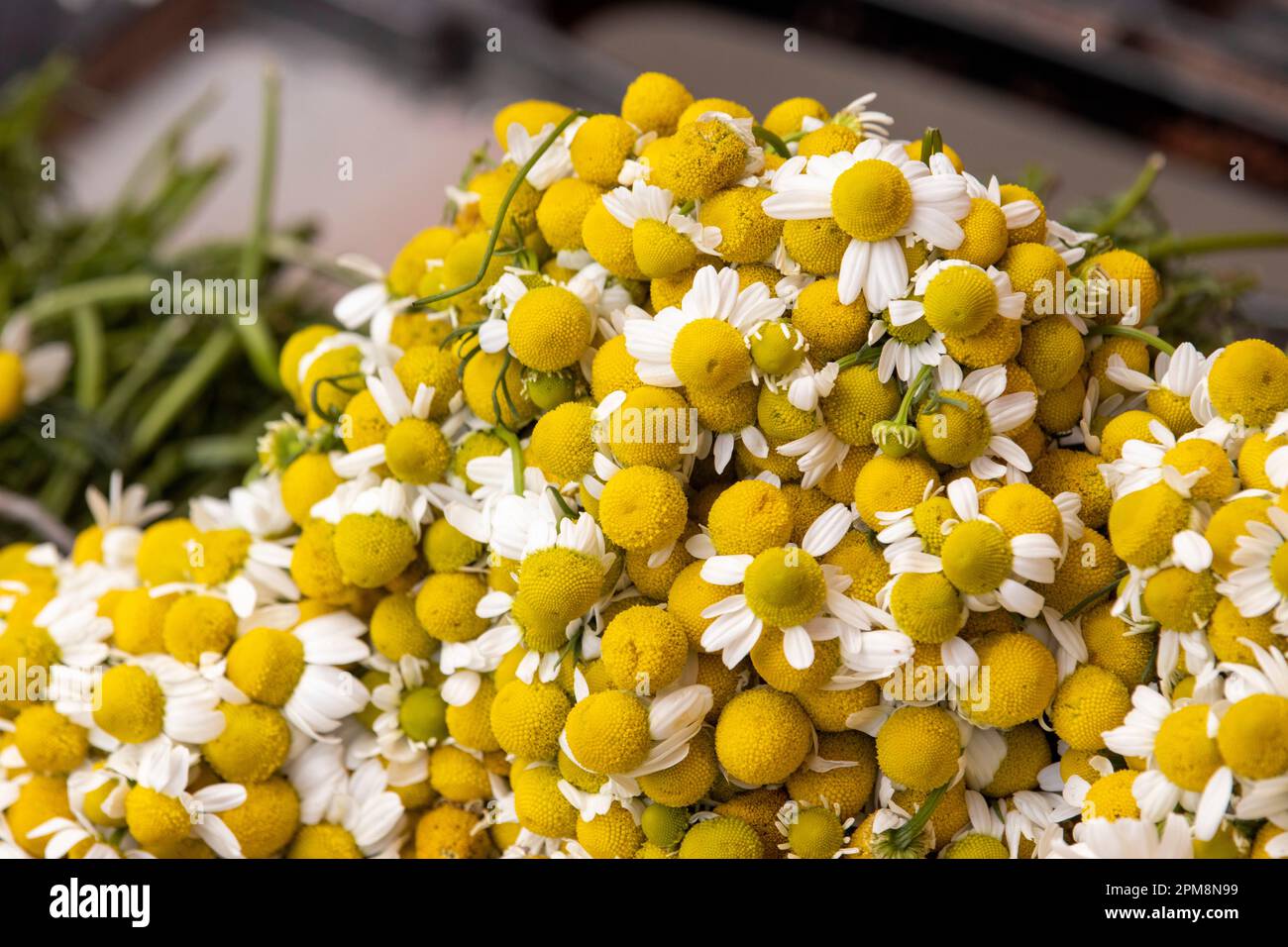 Formation of buds hi-res stock photography and images - Alamy