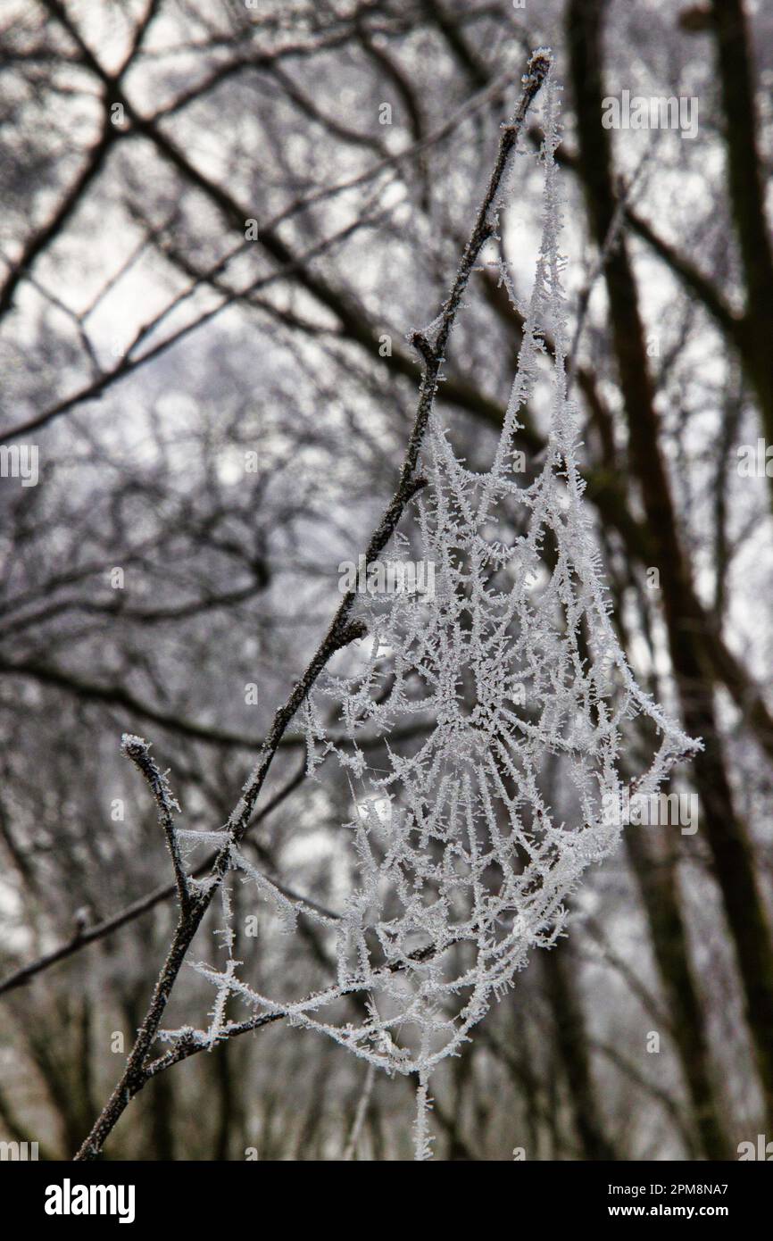 Cold day for weaving Stock Photo - Alamy