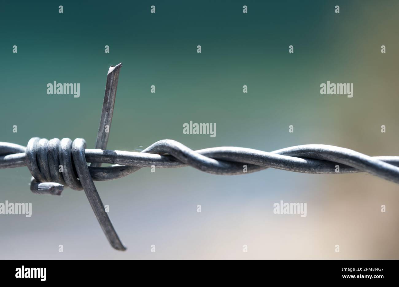 Macro close up of sharp dangerous pointed metal steel barbed wire ...