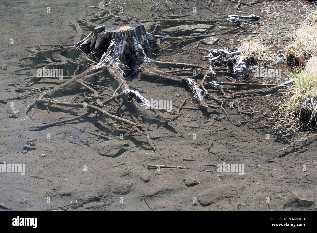 Old dead tree stump with scrawny branched roots and branches in clear ...