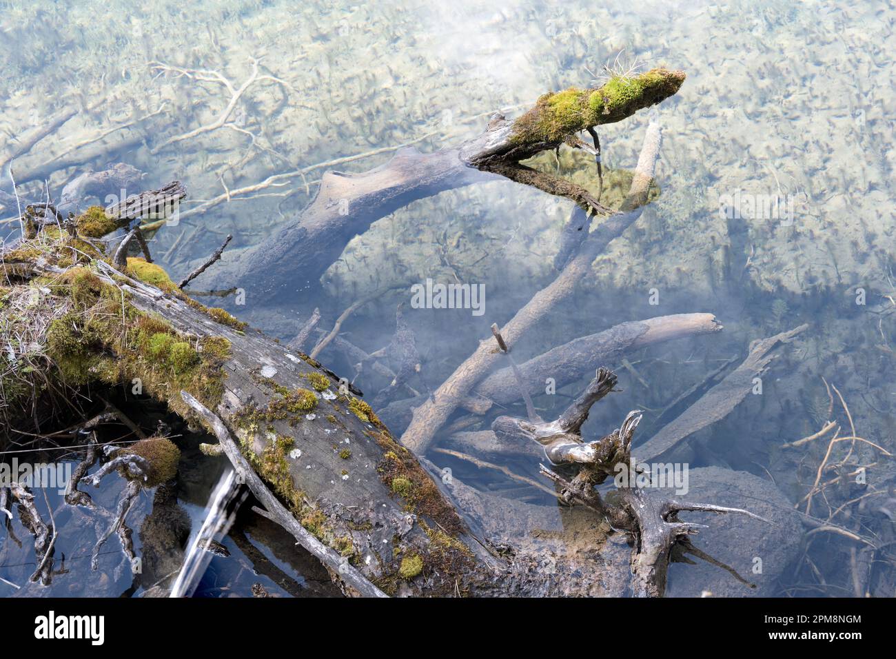 Dead old tree stump with scrawny branches and moss partly under water ...