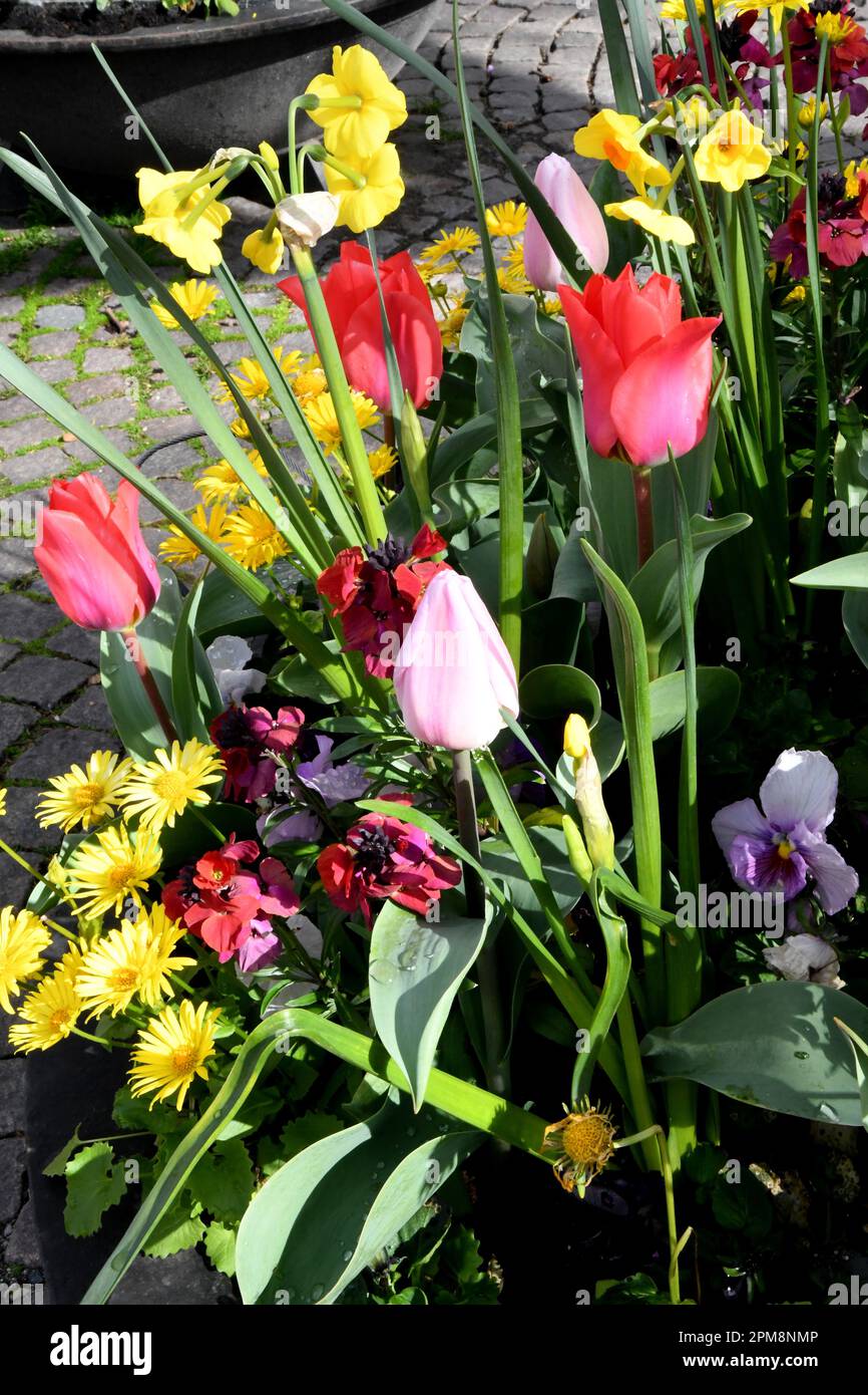 Copenhagen /Denmark/12 April 2023/ Tulips flowers and daisy flowers and ...