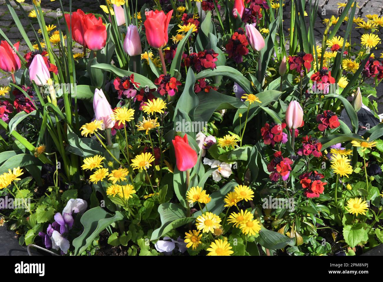 Copenhagen /Denmark/12 April 2023/ Tulips flowers and daisy flowers and ...