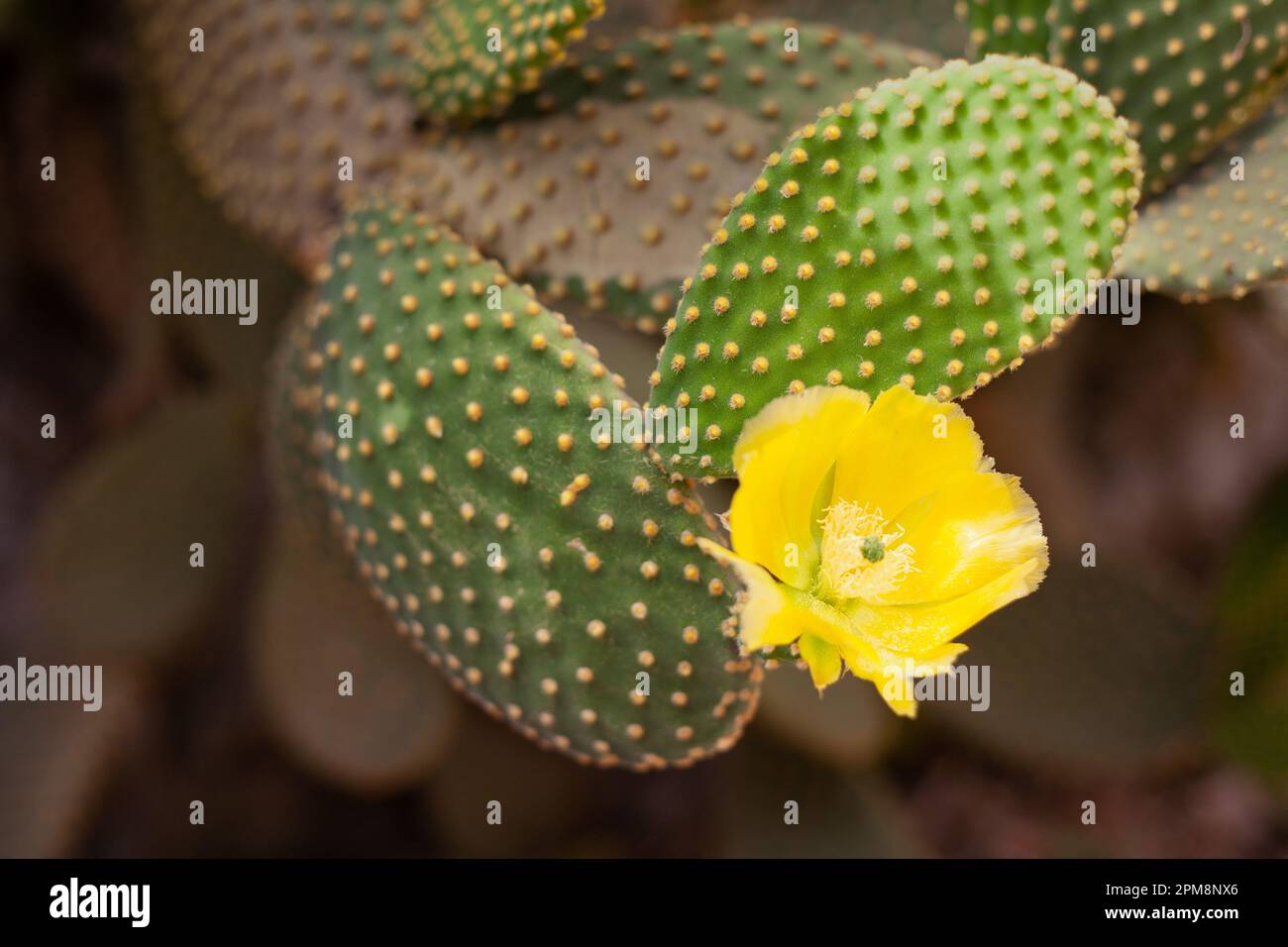 Beautiful prickly green cactus in hot summer weather in nature Stock ...