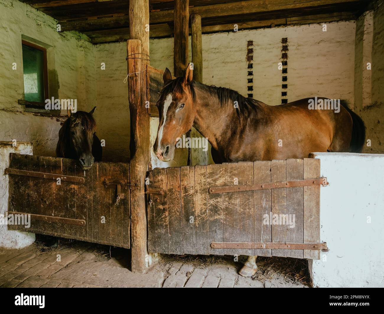 two horses in a stable, countryside farm lifestyle Stock Photo - Alamy