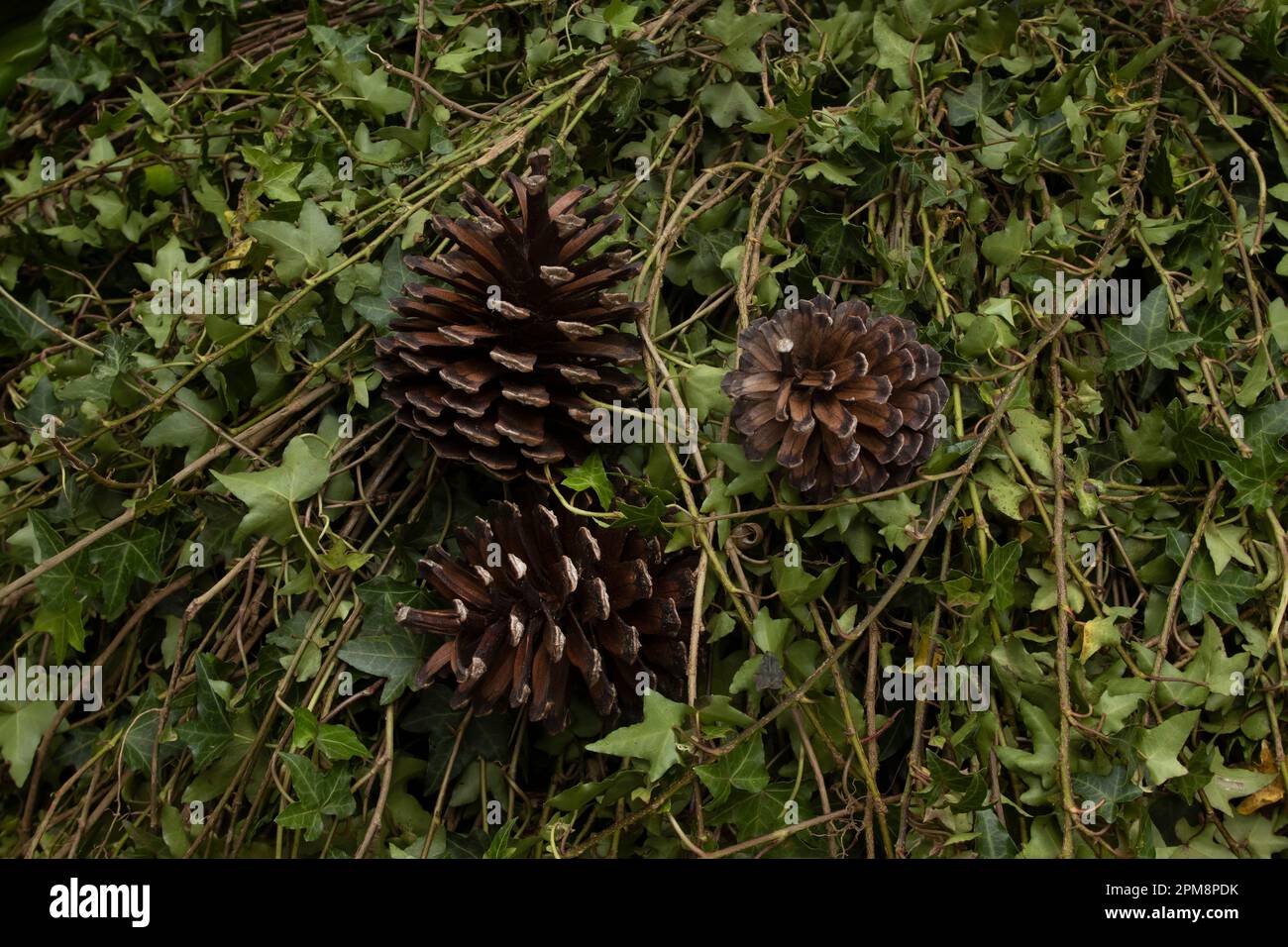 A collection of pine cones nestled amongst lush green foliage and ivy ...