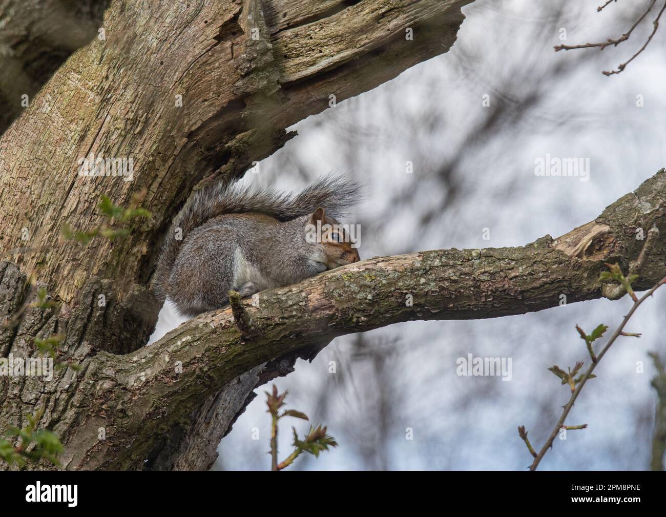 A grey squirrel (Sciuris carolinensis ) having a snooze on a oak tree ...