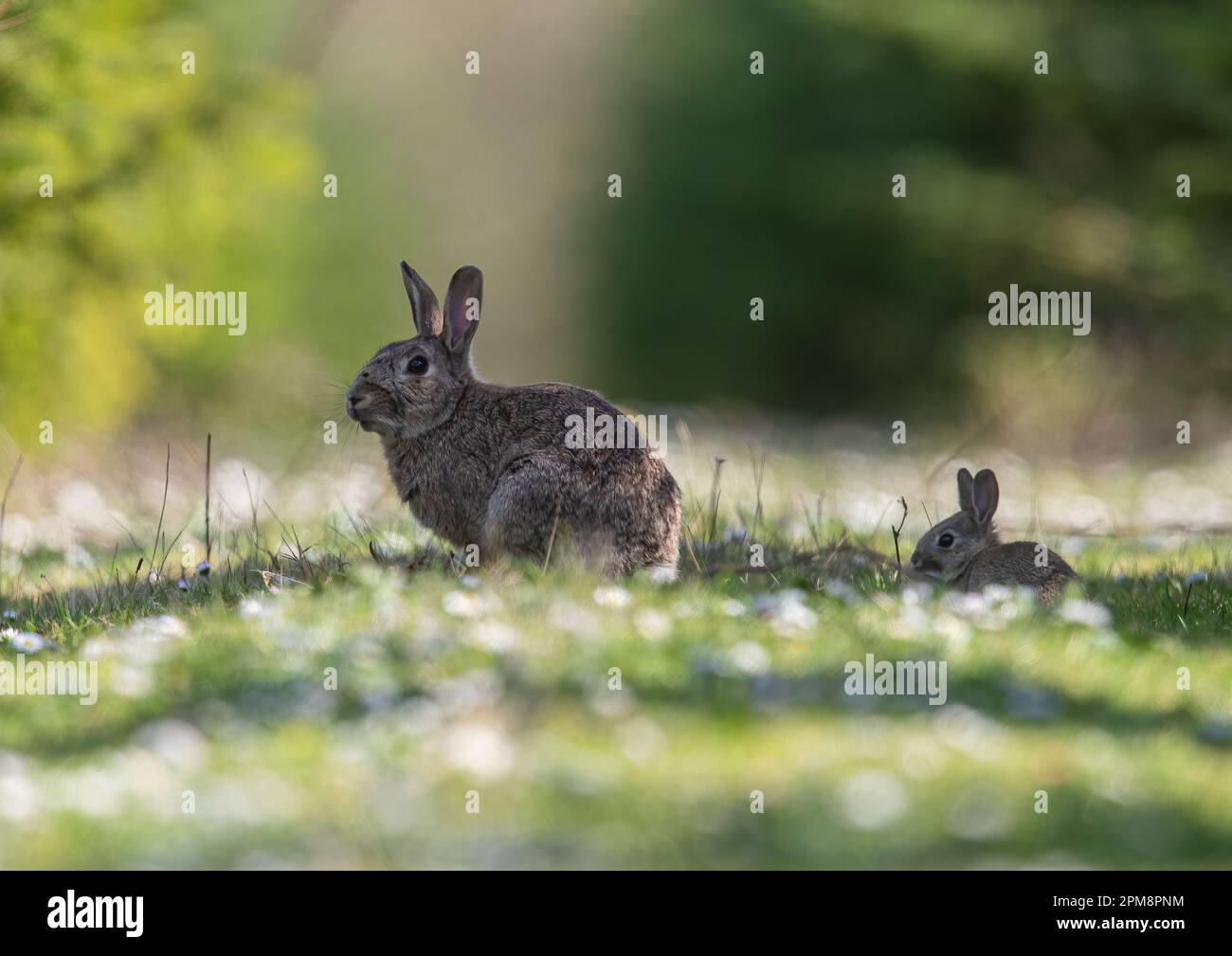 A tiny cute baby bunny rabbit with it's mother. Sitting in a meadow ...