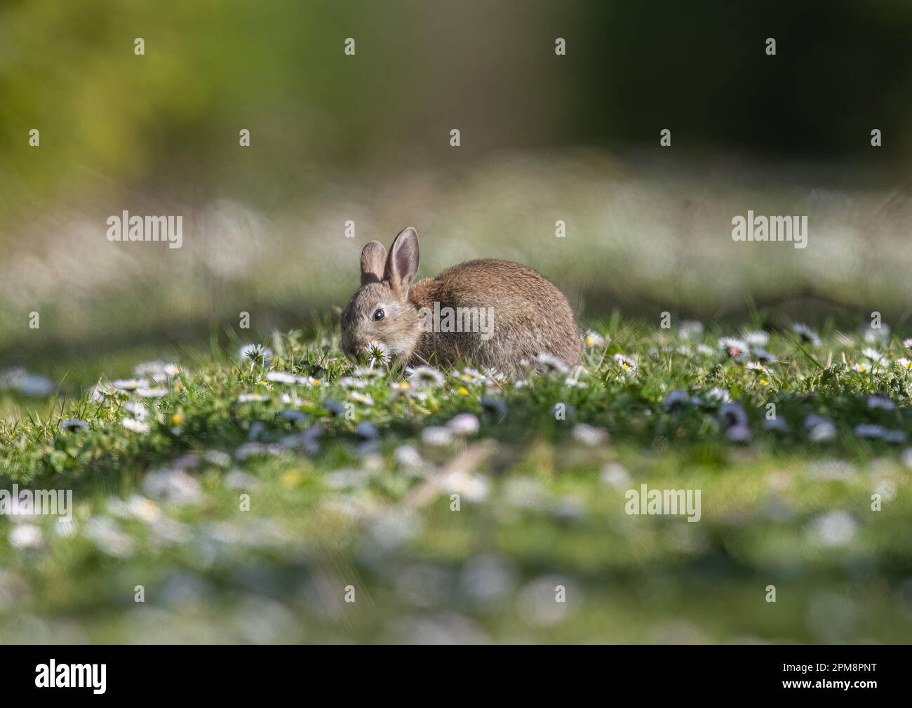 A tiny cute baby bunny rabbit. Sitting in a meadow surrounded by ...
