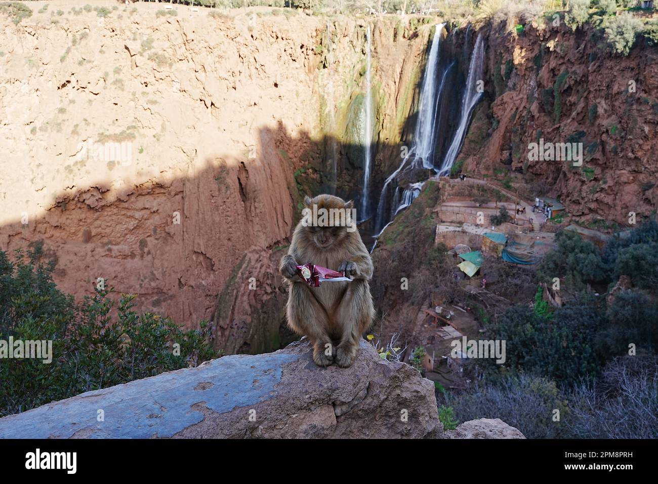 Macaque monkey with paper trash on wall at Ouzoud waterfalls at Azilal ...
